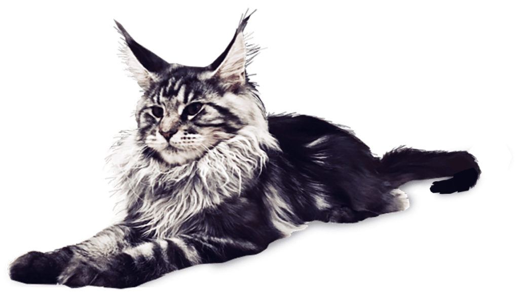 Dynasty Maine Coon Cats Maine Coon Cats In Wisconsin Maine Coons Hot Sex Picture