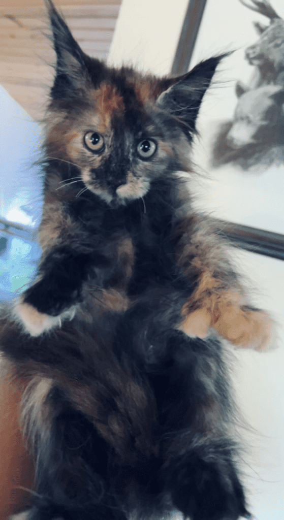 Maine Coon Kittens in Wisconsin, Dynasty Maine Coon Kittens, WI