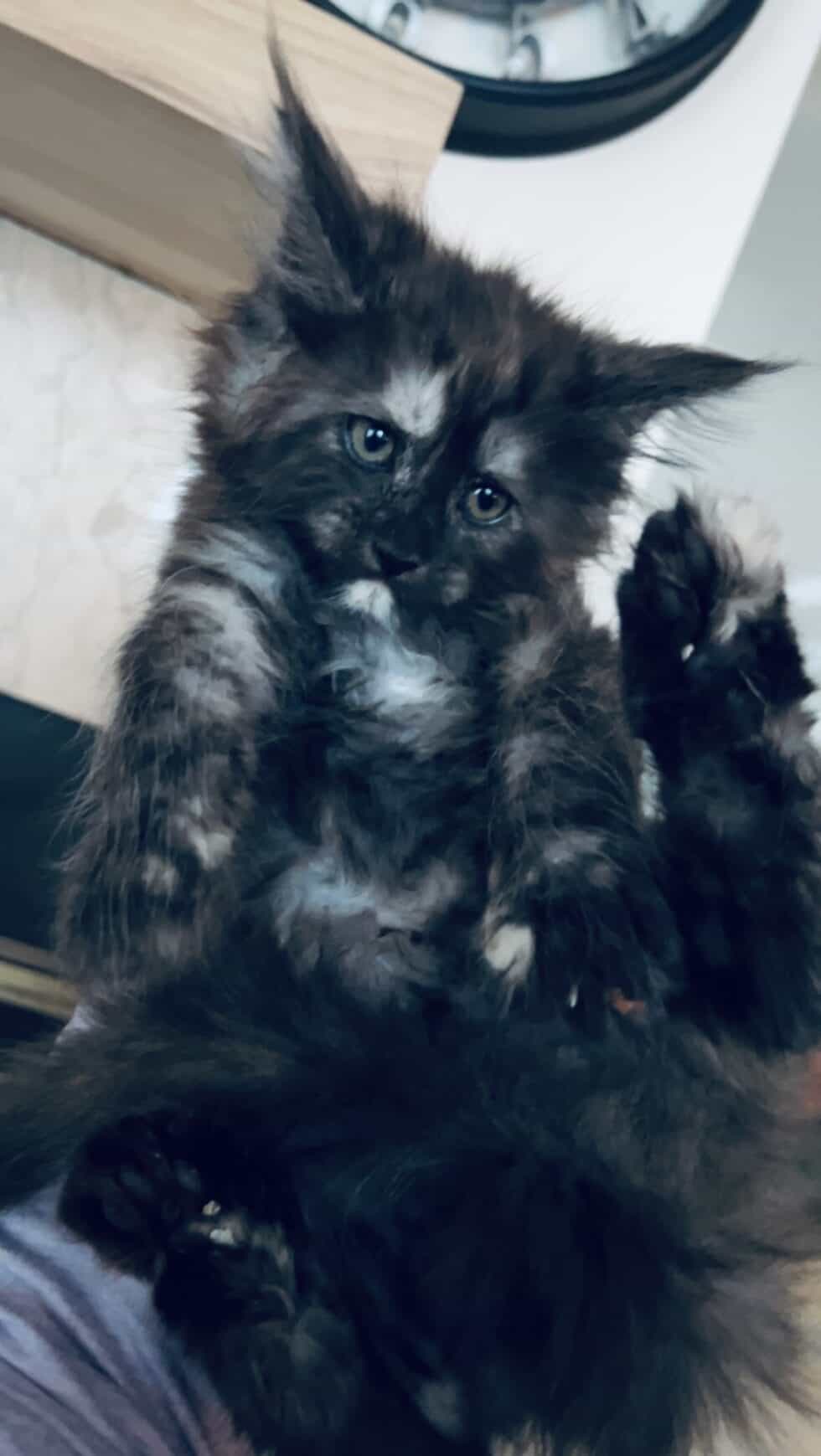 Maine Coon Kittens in Wisconsin - Dynasty Maine Coon Cats