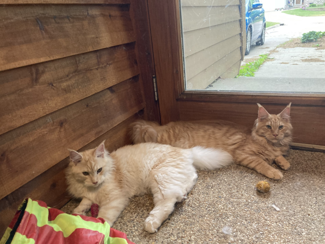 Maine Coon Kittens in Wisconsin, Dynasty Maine Coon Kittens, WI