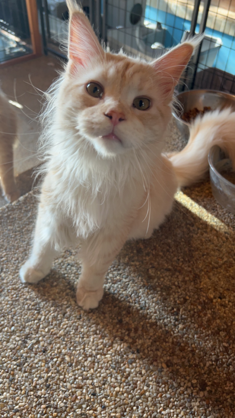 Maine Coon Kittens in Wisconsin, Dynasty Maine Coon Kittens, WI