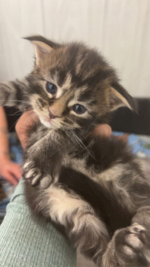 Maine Coon Kittens in Wisconsin - Dynasty Maine Coon Cats