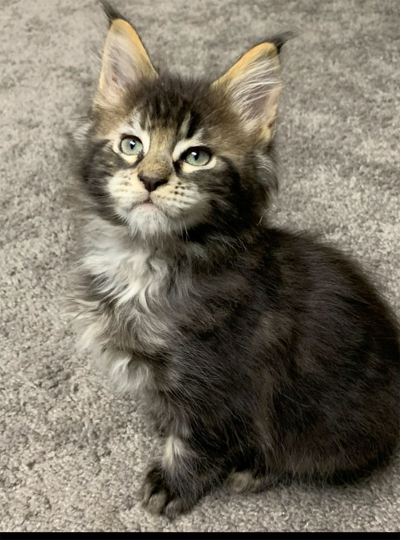 Maine Coon Kittens in Wisconsin, Dynasty Maine Coon Kittens, WI