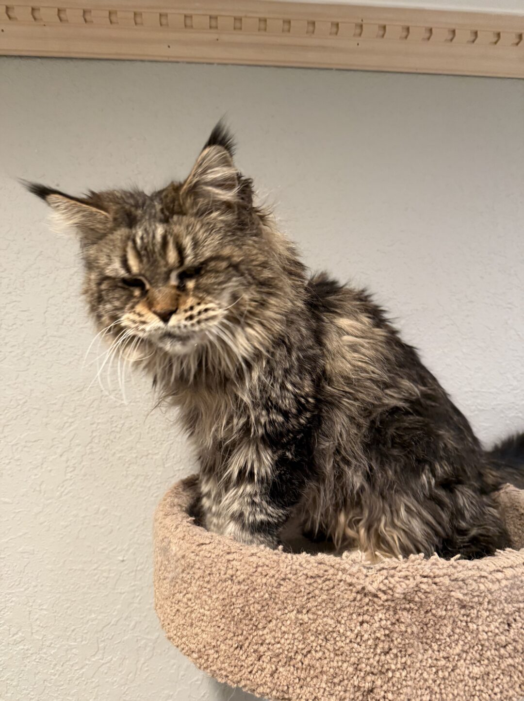 Maine Coon Kittens in Wisconsin, Dynasty Maine Coon Kittens, WI