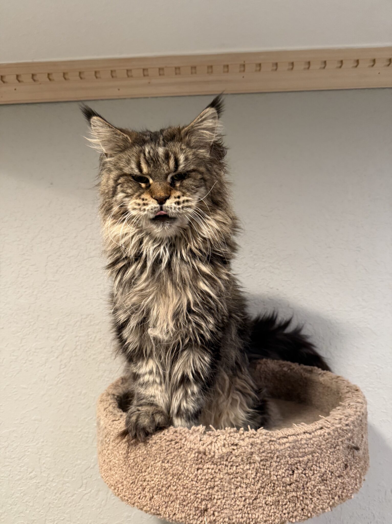 Maine Coon Kittens in Wisconsin, Dynasty Maine Coon Kittens, WI