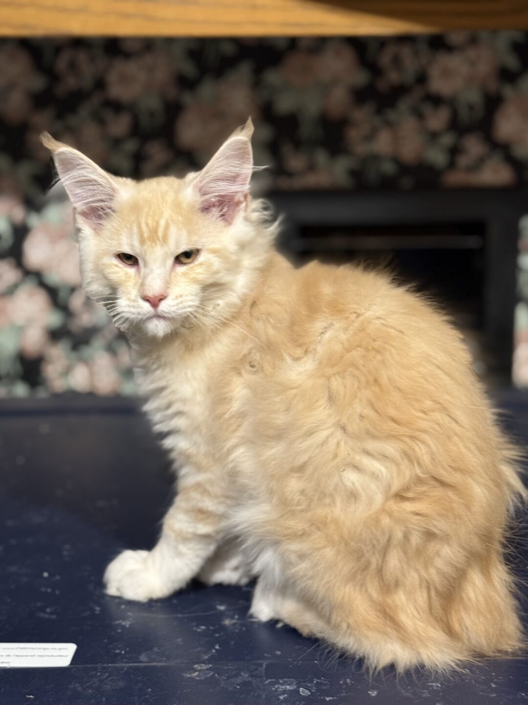 Maine Coon Kittens in Wisconsin, Dynasty Maine Coon Kittens, WI