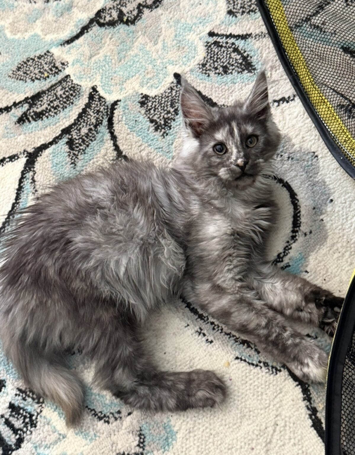 Maine Coon Kittens in Wisconsin, Dynasty Maine Coon Kittens, WI