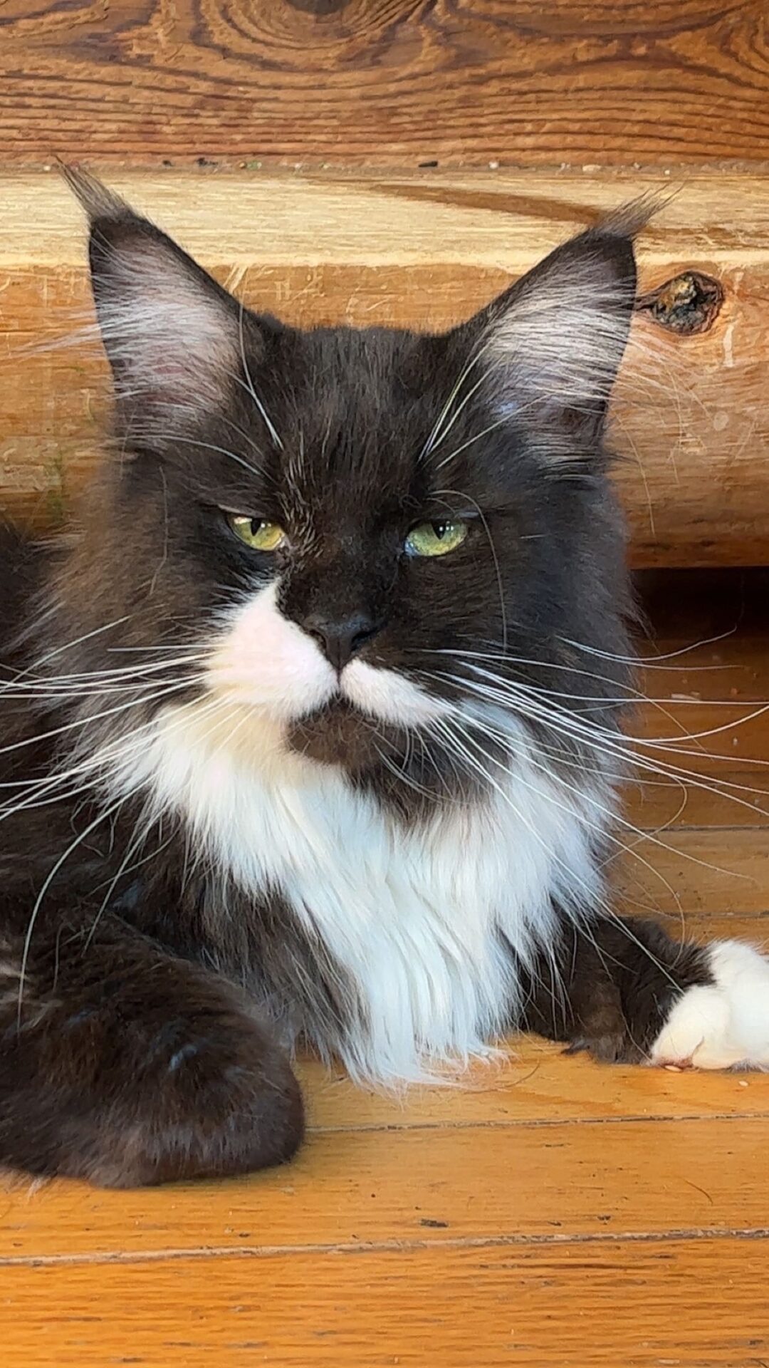 Maine Coon Kittens in Wisconsin, Dynasty Maine Coon Kittens, WI